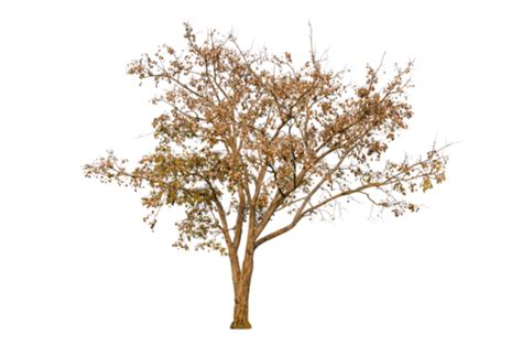 Tree Of Life PNGs For Free Download