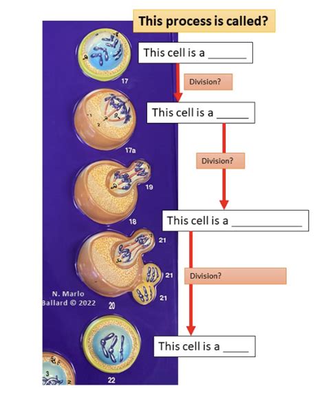 Lab Reproductive Physiology Model 6 Diagram Quizlet