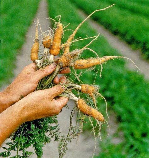 Carrot Root System