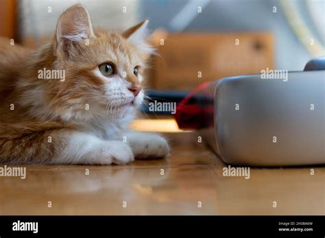 A Long Haired Orange And White Ginger Kitten Prepares To Pounce Stock Photo Alamy