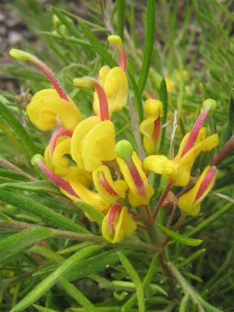 Grevillea Alpina X Rosmarinifolia Gold Rush In 50mm Forestry Tube
