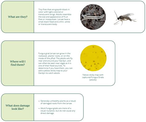 How To Scout And Identify Pests