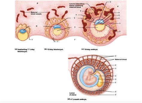 Events Of Placentation Early Embryonic Development And Extraembryonic Membrane Formation