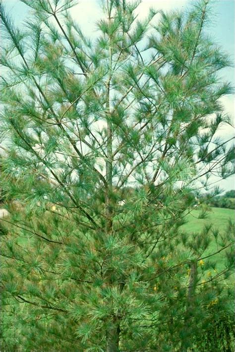 UK Diseases Of Fruit Crops Ornamentals White Pine Decline Versus White Pine Root Decline