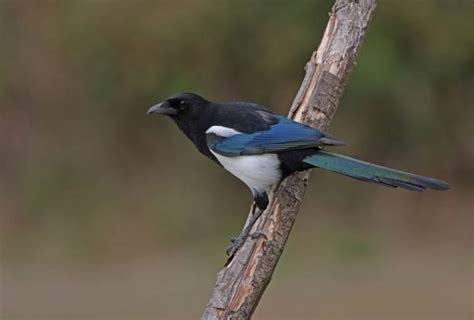 2 400 Zbiorów Zdjęć Fotografii I Beztantiemowych Obrazów Z Kategorii