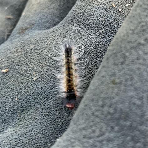 Very Fluffy Mystery Bug Any Ideas Canberra Australia Rwhatsthisbug