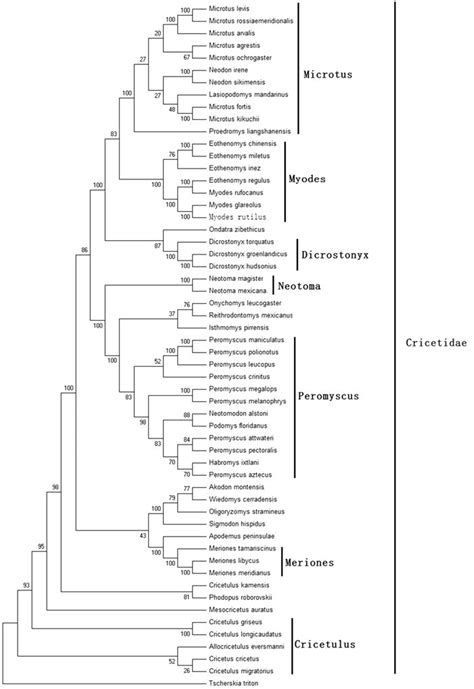 Phylogenetic Tree Generated Using The Maximum Parsimony Method Based On