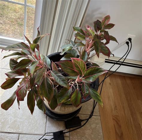 Is This A Ti Leaf Plant Rhouseplants