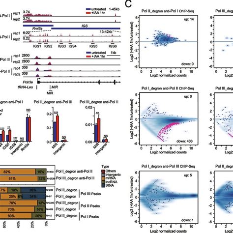 rapid disruption of pol i pol ii and pol iii transcription in mescs