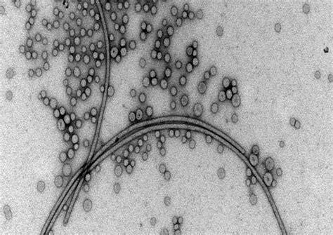 Basic Course In Sem And Tem 1 Ects 19 21 February 2019