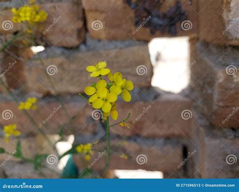 Brassica Rapa Is A Plant That Is Widely Cultivated And Produces Oilseed