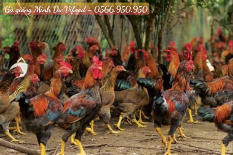 Trại Gà Giống Minh Dư Tại Cẩm Mỹ Đồng Nai