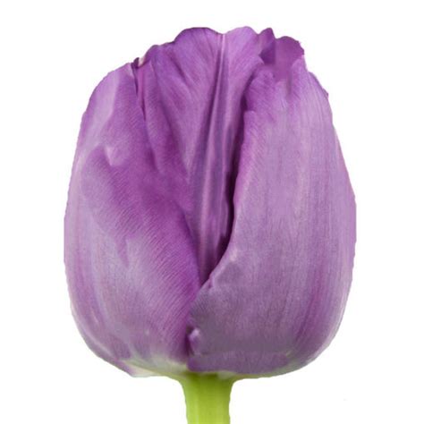 Tulip Saigon Double | Cut Tulips | Flower Suppliers Wholesale Flowers ...