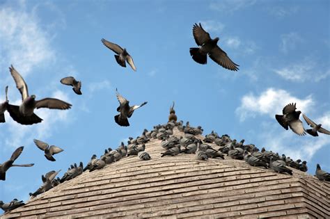 Effective Bird Control In Ontario Solutions From Icon Bird