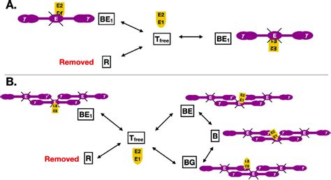 Schematic Of Single Molecule Stochastic Binding Model A A Single Download Scientific Diagram