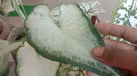 মোৰ চিগুনিয়াম Plantবোৰ বেলেগ ধৰণৰ আচে Youtube