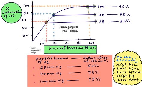 Biology Preparation On Line Oxy Haemoglobin Curve