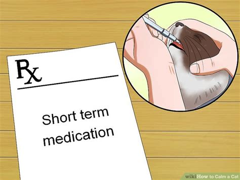 How To Calm A Cat Steps With Pictures WikiHow How To Calm A Cat Steps With Pictures WikiHow