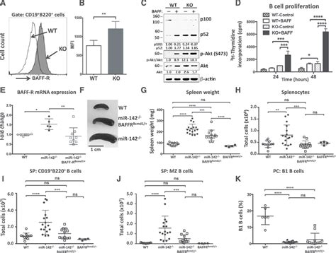 Mir 142 Controls B Cell Homeostasis By Targeting Baff R A