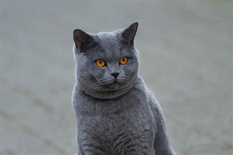 British Shorthair The Calm And Chubby Cat Breed