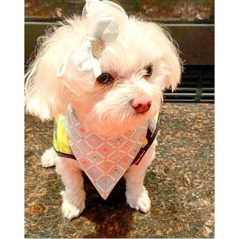 댕썸머특가 프린트 강아지 고양이 반다나 곱창헤어밴드스크런치애견빕 페오펫몰