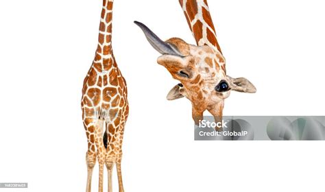 혀를 내밀고 있는 재미있고 귀여운 기린의 초상화 고개를 숙이세요 원근감 효과로 몸을 수축시켜 흰색으로 격리 된 깊이를 많이