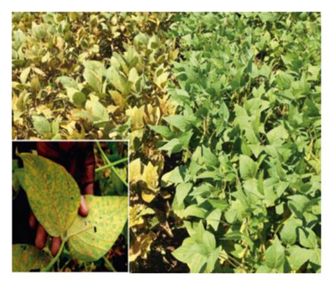 Soybean Rust Susceptible Yellowish Left Side And Resistant Greenish