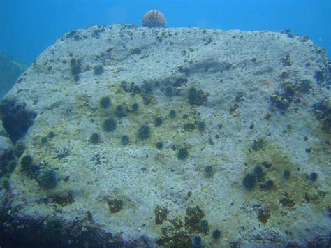 Benthic Macrophytes Department Of Biosciences