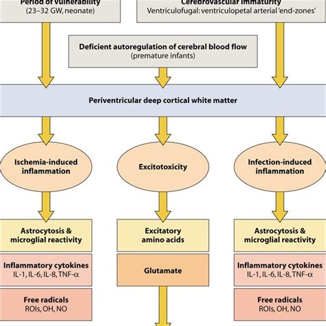 Centers For Disease Control And Prevention Cdc Algorithm For