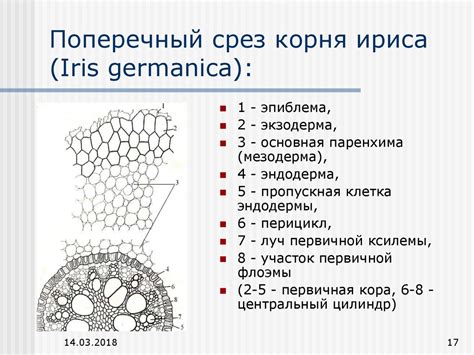Строение корня - презентация онлайн
