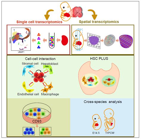 生命科学学院李程研究组与合作者揭示胎肝造血干细胞扩增功能单元“hsc Plus” 生物通