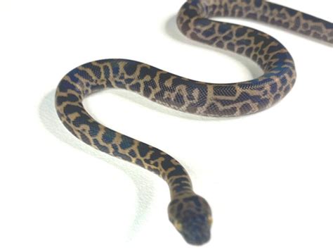 Albino Het Spotted Python Coldbloodedcreatures Albino Het Spotted Python Coldbloodedcreatures