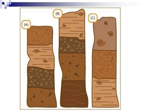 Fossils And Rock Layers