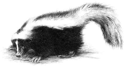 Striped Skunk Drawing