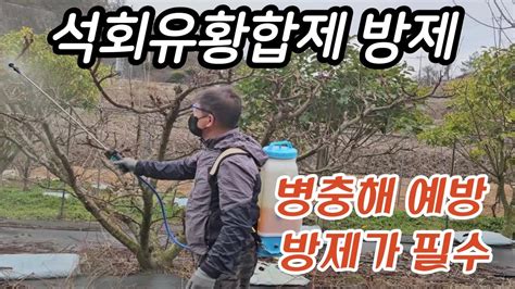 석회유황합제 방제 Youtube