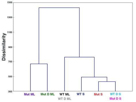 hierarachical clustering showing that wt ml and wt d ml cluster