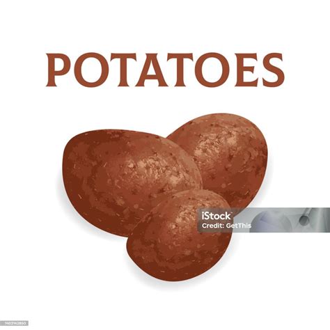 생 감자 벡터 일러스트레이션 흰색 배경에 고립 된 웹 디자인을위한 사실적인 일러스트 레이 션 감자 벡터 모형 전체 감자 야채