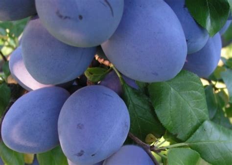 Слива Анжелина Описание Фото Отзывы – Telegraph