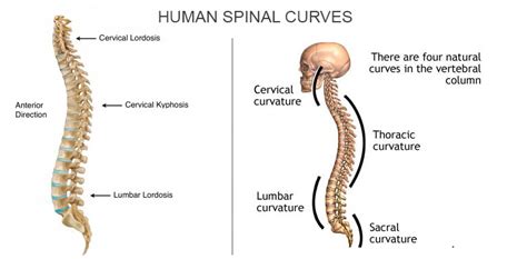 Anatomy Of The Spine Suburban Orthopaedic Medical Center Llc