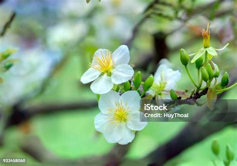 베트남 음력 새 해에 신호 흰색 개화 향기로운 꽃잎 피 살구 꽃 0명에 대한 스톡 사진 및 기타 이미지 0명 공예 규모