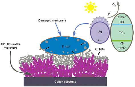 Biomedical Applications Of TiO2 Nanostructures Recent Advances IJN