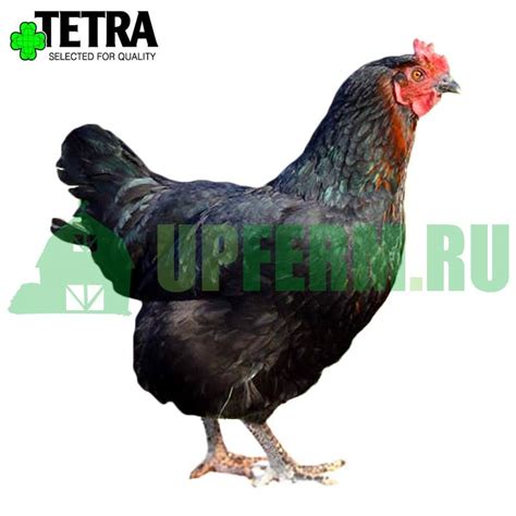 Куры породы Тетра: описание, характеристика, фото