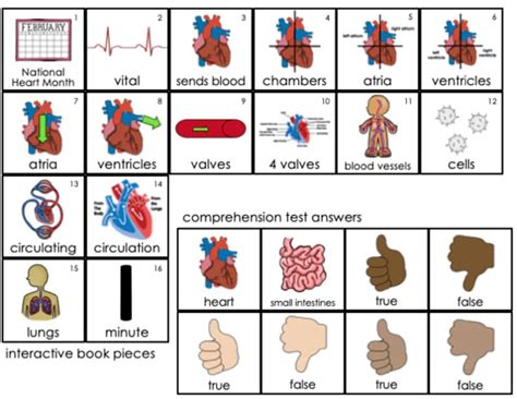 About The Human Heart Adapted Books Level 1 And Level 2 Digital