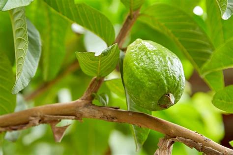 Premium Photo Close Up Of Guava Growing On Tree