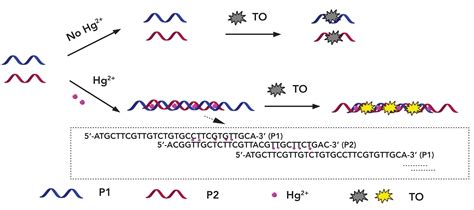 An Ultrasensitive Fluorescence Method For Mercury Ion Detection Based On Mercury Nanoladder