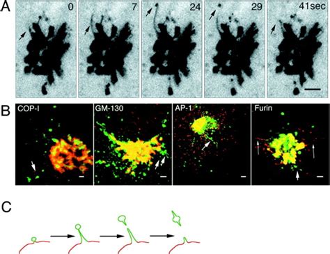 Budding Of Post Golgi Carriers From The Golgi Complex A Cells
