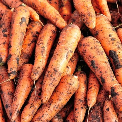 자연맛남 국내산 햇 당근 주스용 10kg 1개 에누리 가격비교