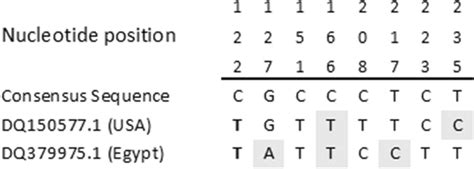 Exact Base Pair Differences Between Nucleotide Sequences In Concise Download Scientific Diagram