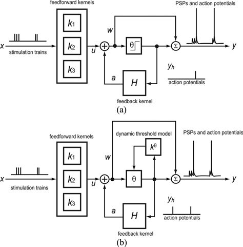 model structure of the single neuron model with a a constant
