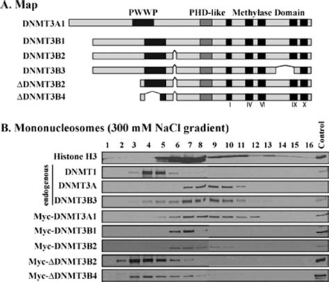 The N Terminal Region Of Dnmt3b Is Necessary For Strong Nucleosomal Download Scientific Diagram